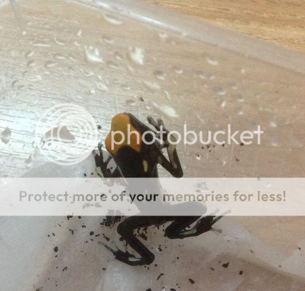 Alanis frogs | Reptile Forums