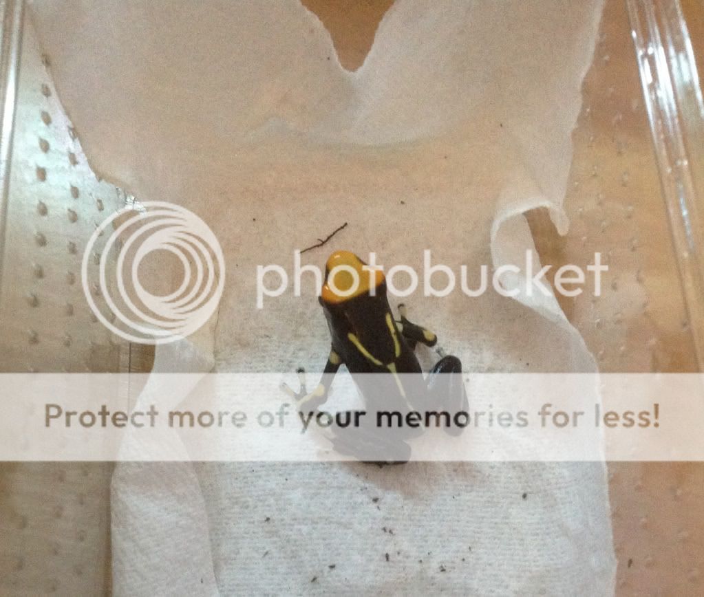 Alanis frogs | Reptile Forums